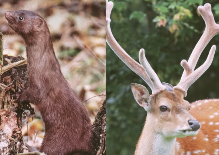 INVA – Invazinių rūšių informacinė sistema