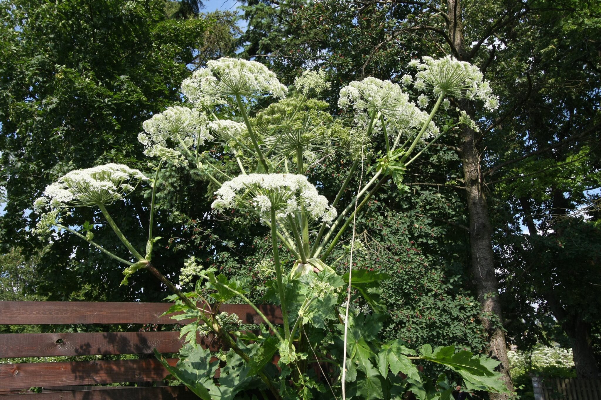 INVA – Invazinių rūšių informacinė sistema